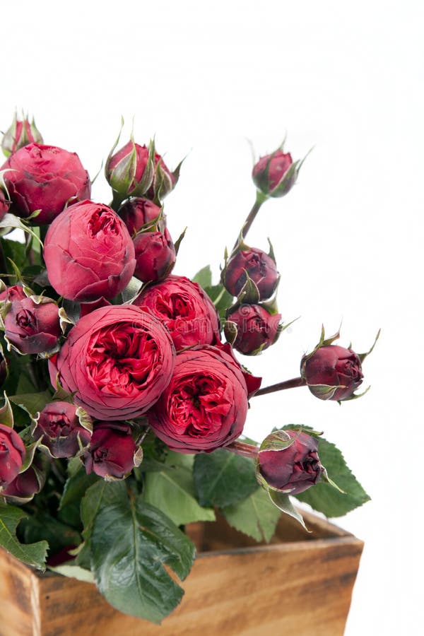 Bunch red Peony- roses stock photo. Image of plant, sample - 68760466