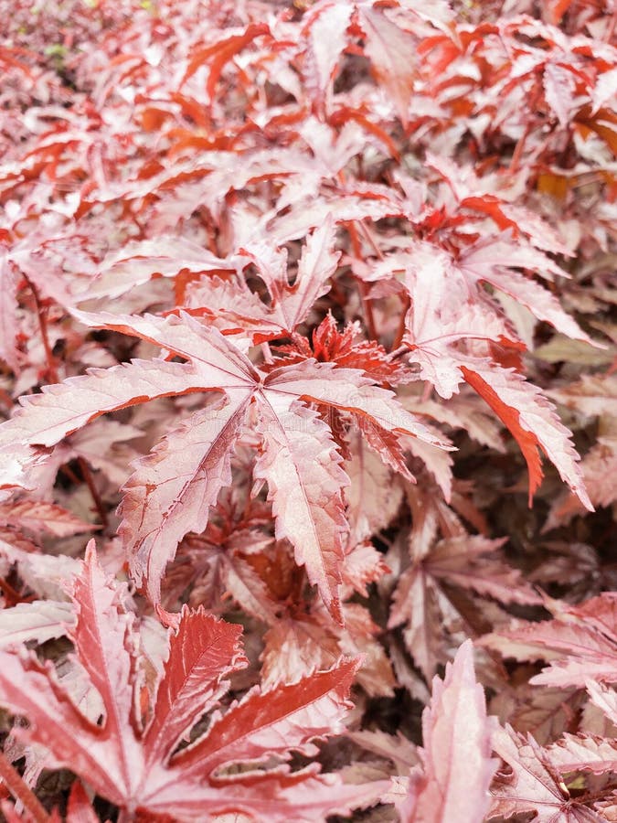 Bunch of red plants stock image. Image of plants, leaf - 264759899