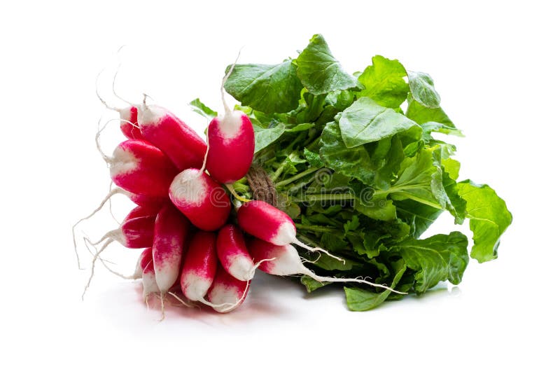 Bunch of Red Radish Isolated on White Stock Image - Image of leaf ...