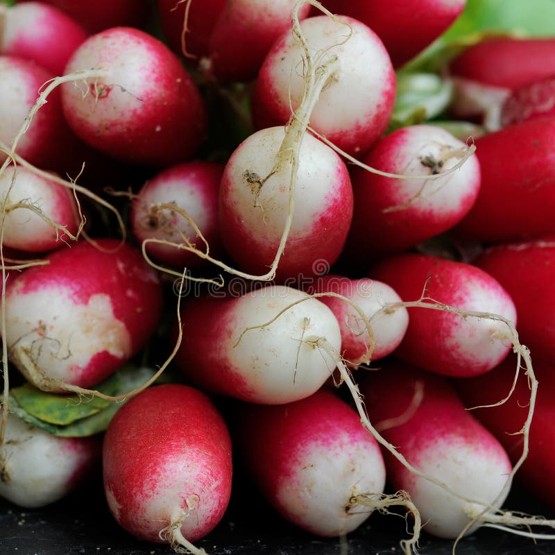 Bunch of red radishes stock photo. Image of close, vegetarien - 155506100
