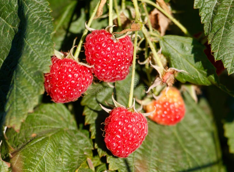 A Bunch of Red Raspberries Hanging from a Tree Stock Photo - Image of ...