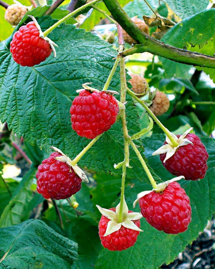 Bunch of Red Raspberry Berries. Stock Photo - Image of raspberry, green ...
