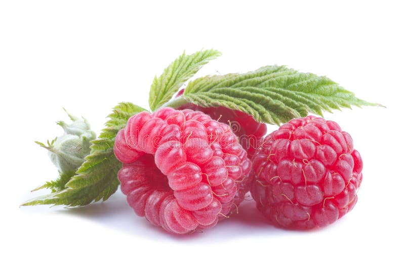 Raspberry fruit stock photo. Image of berry, ingredient - 21923524