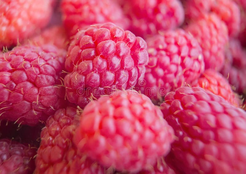 Bunch of ripe raspberry stock photo. Image of berry - 189111834