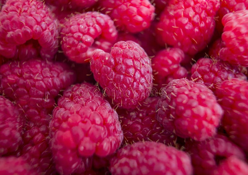 Bunch of ripe raspberry stock image. Image of healthy - 189111867