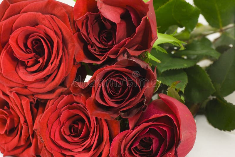 Bunch of red roses stock image. Image of close, leaf - 13070495