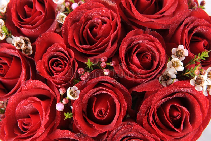 Bunch of Red Roses stock image. Image of bunch, flower - 234883