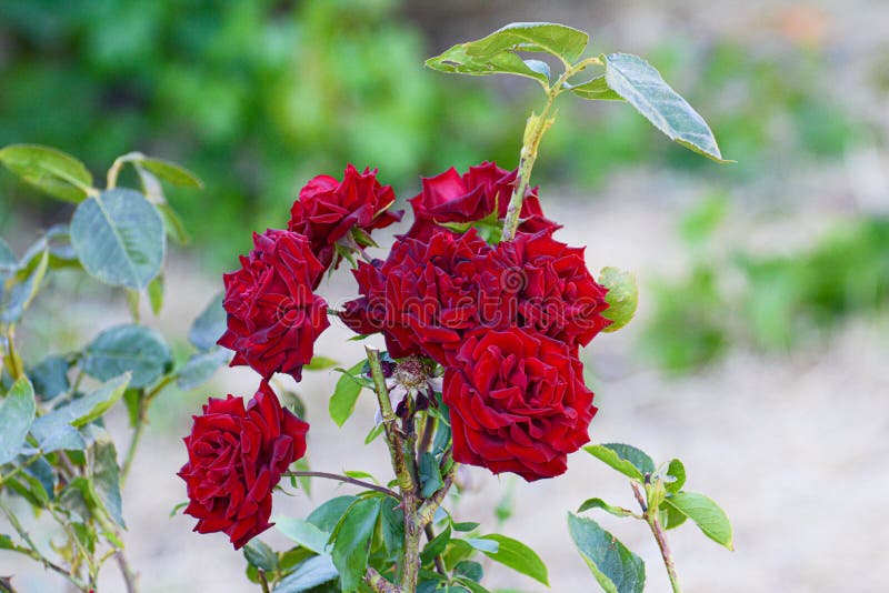 Bunch of Red Roses Blooming in a Garden Stock Image - Image of flora ...
