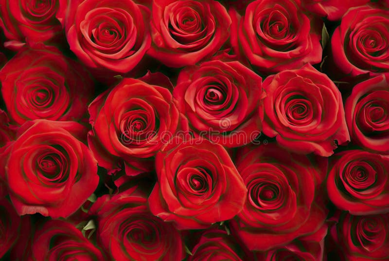 Bunch of Red Roses Bunch of Roses Bouquet of Red Roses Stock ...