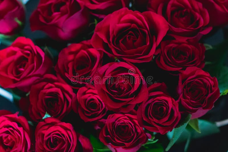 Bunch of red roses stock photo. Image of floral, fresh - 109938212