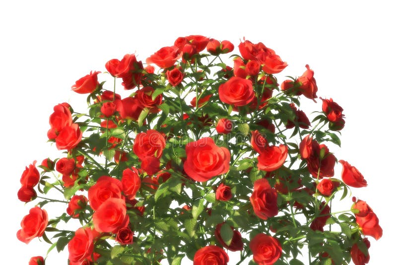 Bunch of Red Roses on White Background Stock Illustration ...