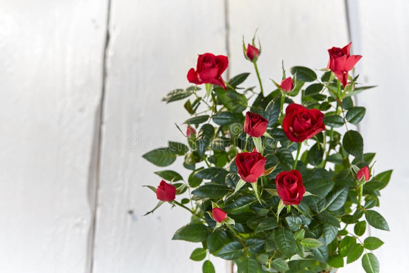 Bunch of Red Roses on White Table Stock Image - Image of roses, white ...