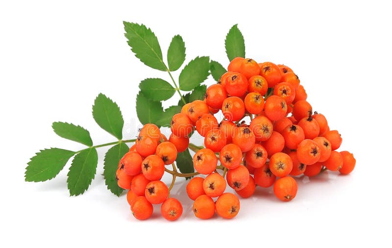 Bunch of red rowan stock image. Image of rowan, flora - 25927655