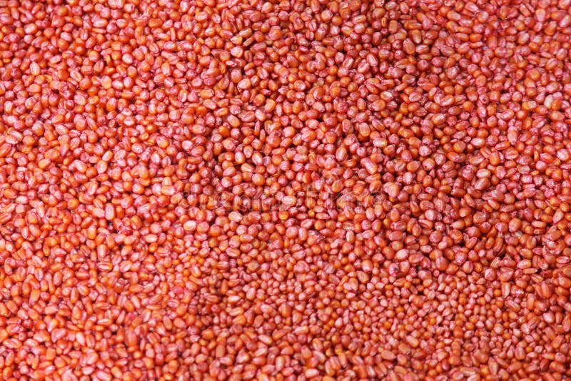 Red Seeds stock image. Image of mystic, agriculture - 119654503