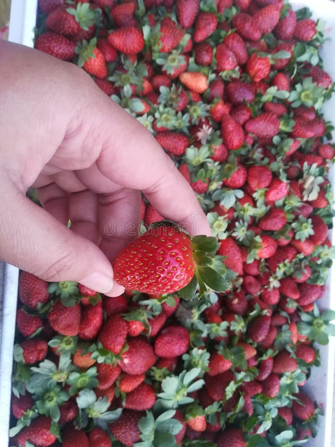 Bunch of Red Sweet Strawberry in Strawberry Farm Baguio, Philippines ...