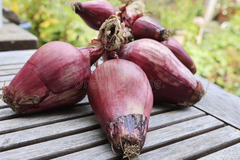 A Bunch of Red Tropea Onions Stock Photo - Image of national, closeup ...