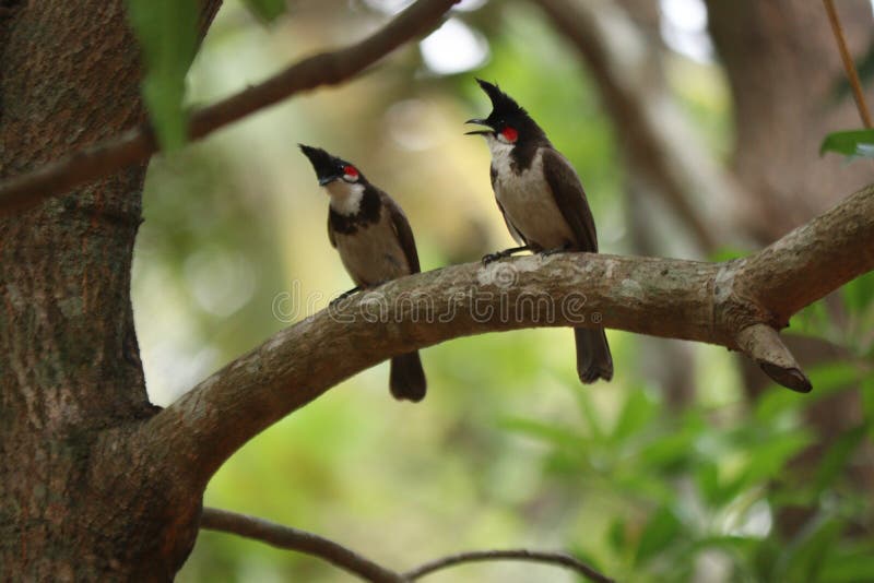 A Bunch of Red-whiskered Bulbul on Tree Stock Photo - Image of avian ...