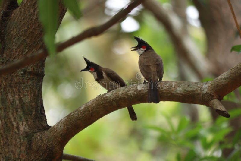 A Bunch of Red-whiskered Bulbul on Tree Stock Image - Image of tree ...