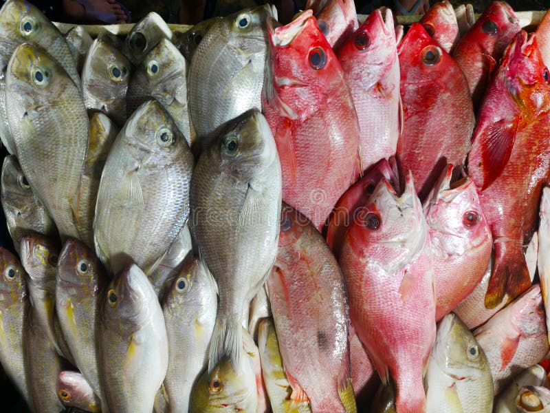 A Bunch of Fresh Red and White Snapper Stock Image - Image of market ...