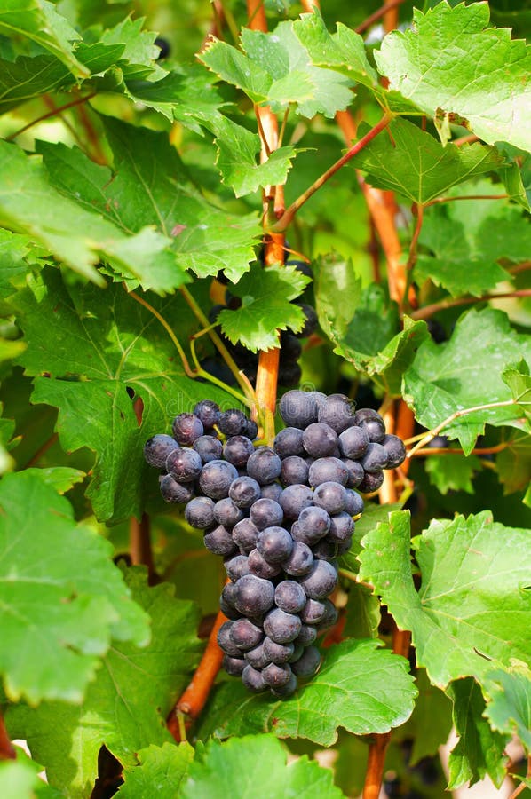 Bunch of Red Wine Grape Bibor Kadarka (Purple Kadarka) Stock Image ...