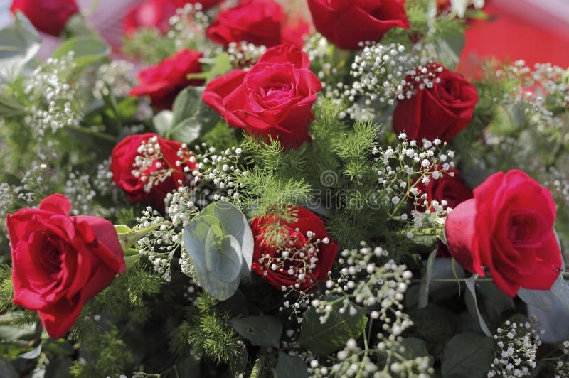 Bunch of red roses stock image. Image of natural, nature - 241462023
