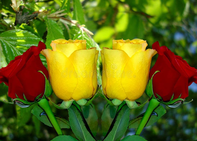 Detail of Red Roses Bush in the Garden Stock Image - Image of beautiful ...