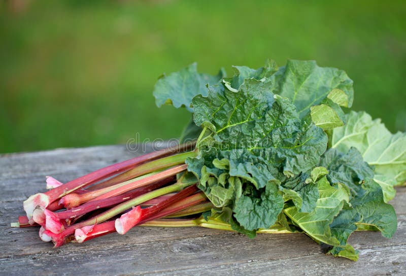 Homemade rhubarb jam stock photo. Image of fresh, rhubarb - 14786536