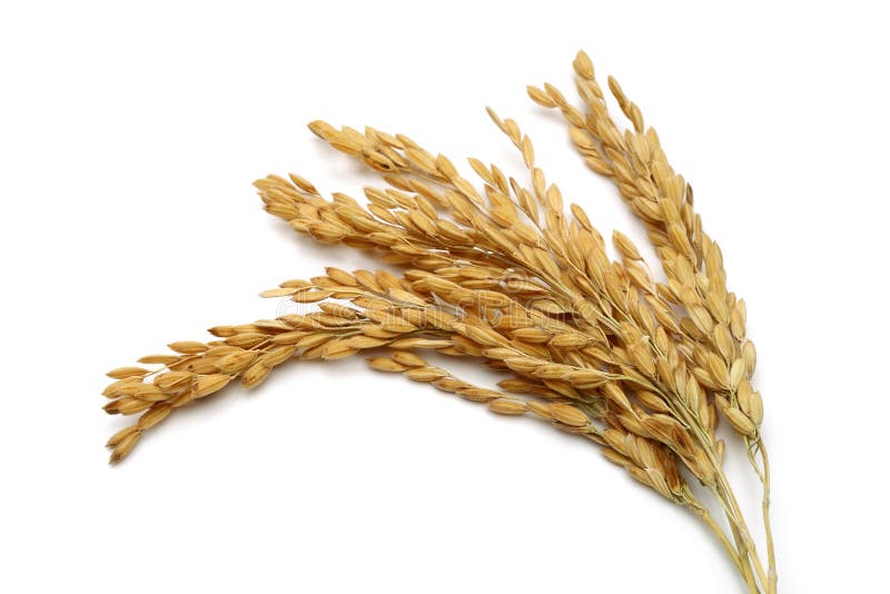 A bunch of rice ears stock photo. Image of healthy, cereal - 137755486