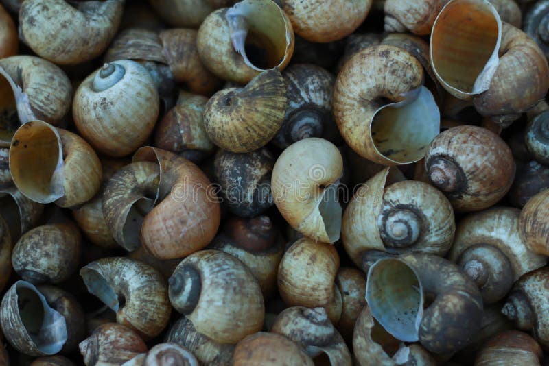 Snail shells stock image. Image of cooking, meal, insect - 257090363