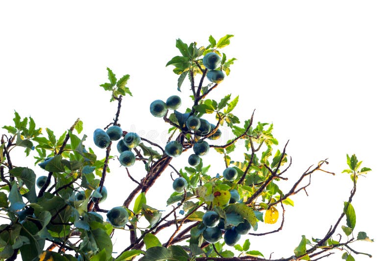 Bunch of Ripe Avocados on the Tree,isolated Stock Photo - Image of ... Bunch of Ripe Avocados on the Tree,isolated Stock Photo - Image of ...