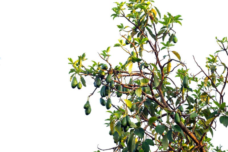 Bunch of Ripe Avocados on the Tree,isolated Stock Photo - Image of ... Bunch of Ripe Avocados on the Tree,isolated Stock Photo - Image of ...