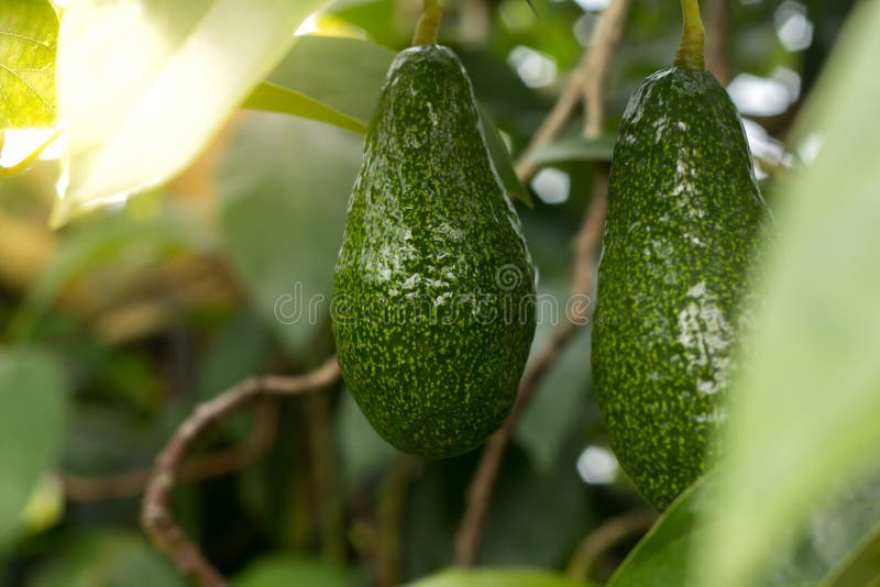 Bunch of Ripe Avocados on the Tree Stock Photo - Image of selective ... Bunch of Ripe Avocados on the Tree Stock Photo - Image of selective ...
