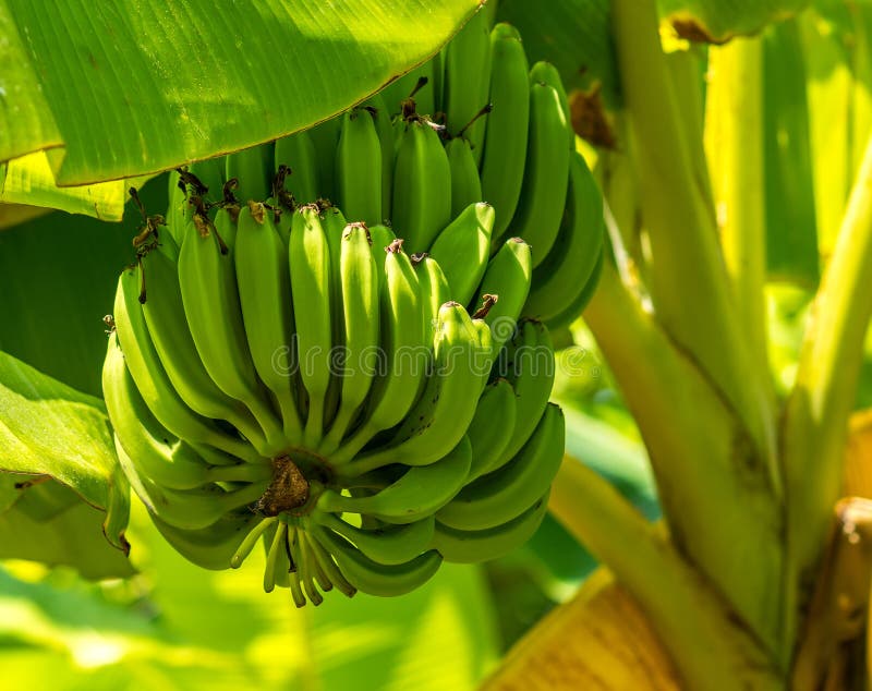 239 Bunch Ripe Bananas Tree Agricultural Plantation Stock Photos - Free ...