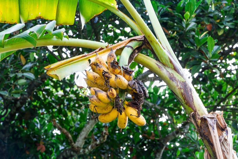 Bunch of Ripe Bananas on Tree Stock Photo - Image of bloom, nature ...