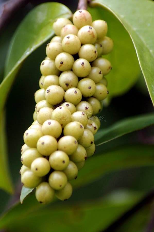 Bignay Fruit Stock Photos - Free & Royalty-Free Stock Photos from ...