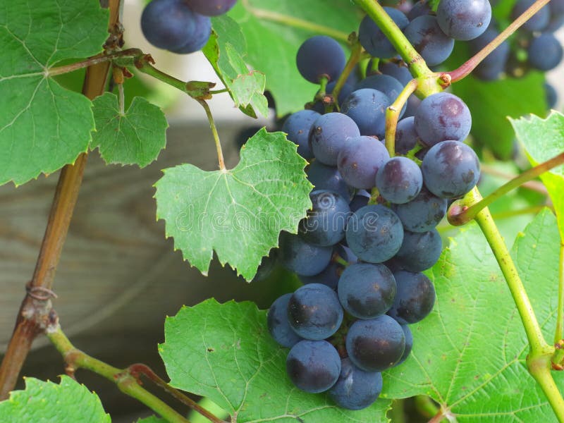 Nemeziyaa - Photographer profile