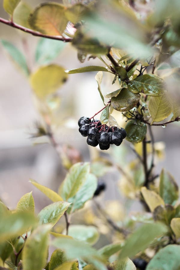 Bunch of Ripe Chokeberries on the Tree Stock Image - Image of ...