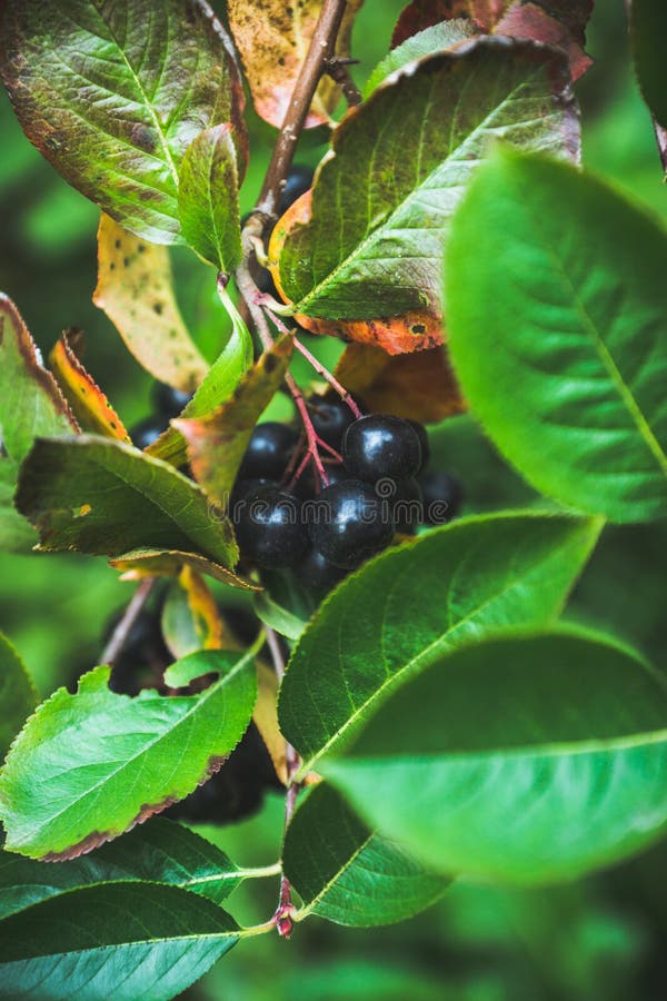 Bunch of Ripe Chokeberries on the Tree Stock Photo - Image of ...