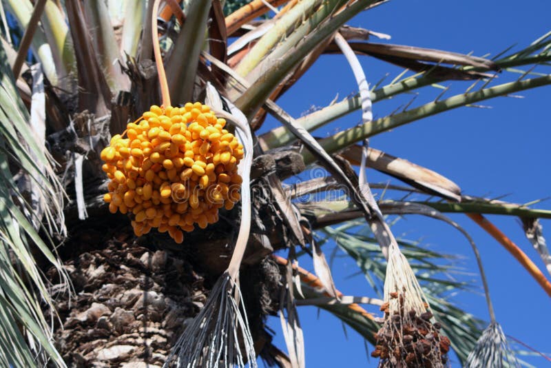 Bunch of Ripe Dates on Palm Stock Photo - Image of vintage, brush: 80144806