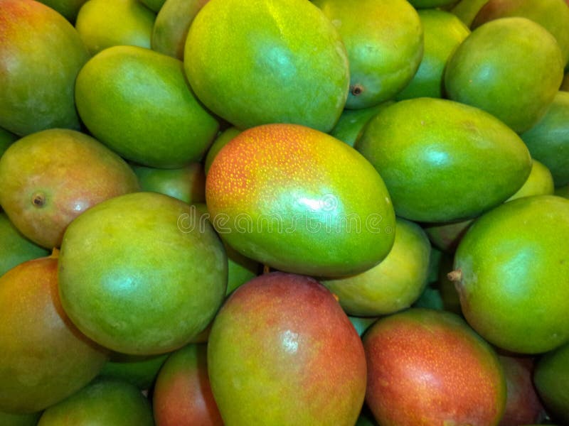 A Bunch of Ripe Exotic Mango Fruits Stock Image - Image of fruits ...