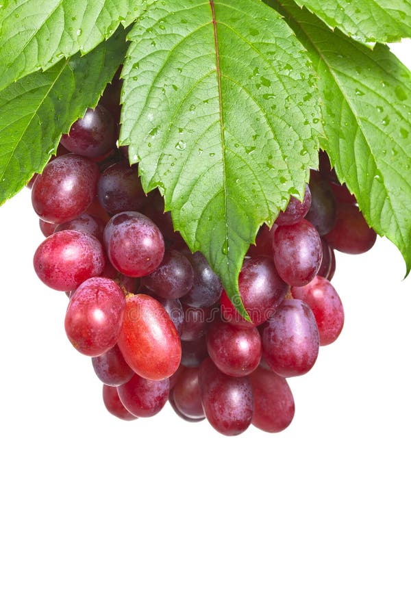 Bunch Ripe, Fresh Red Grapes with Leaves. Stock Photo - Image of green ...