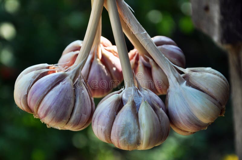 A bunch of ripe garlic stock image. Image of plants, foods - 83152237