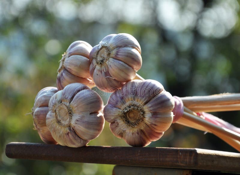 A bunch of ripe garlic_12 stock photo. Image of health - 83172742