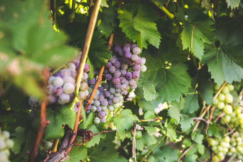 Bunch of Ripe Grapes on a Vine Stock Image - Image of autumn, juice ...