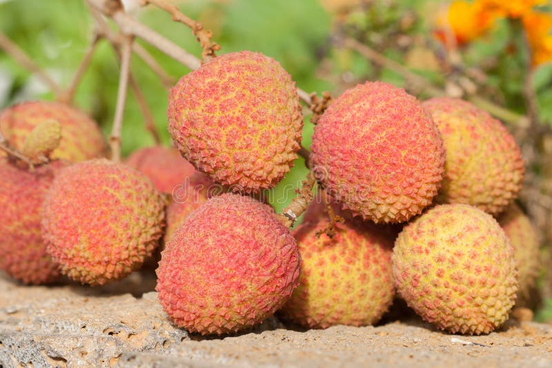 Bunch of ripe litchi stock image. Image of ripe, eating - 22627623