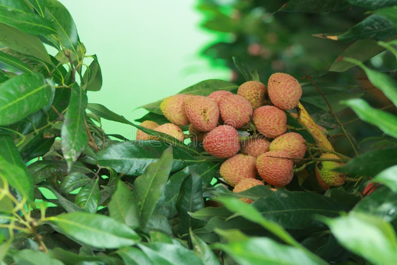 Rip Litchi Stock Photos - Free & Royalty-Free Stock Photos from Dreamstime