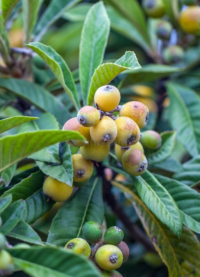 Bunch of Ripe Loquats in the Tree Stock Image - Image of exotic, ripe ...