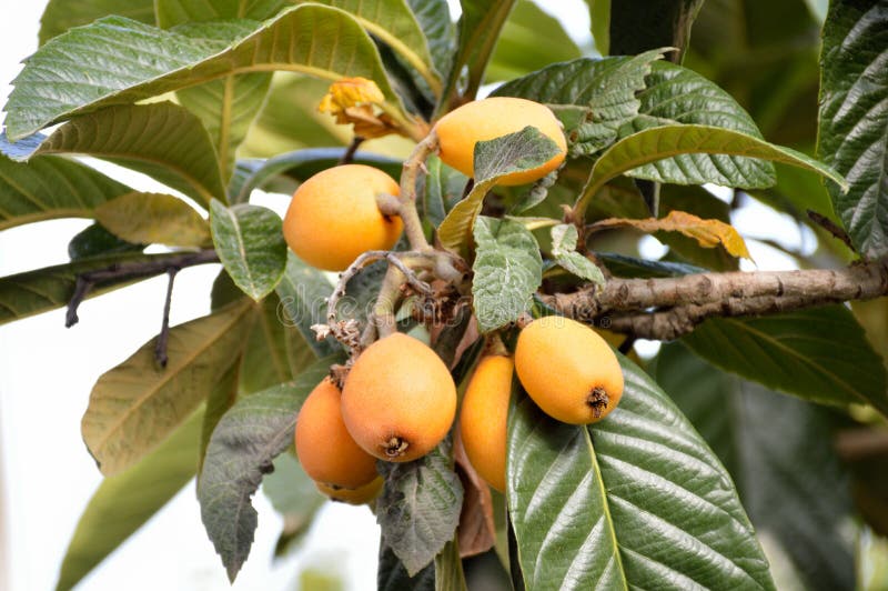 Loquat fruit on a tree stock image. Image of green, natural - 124005083