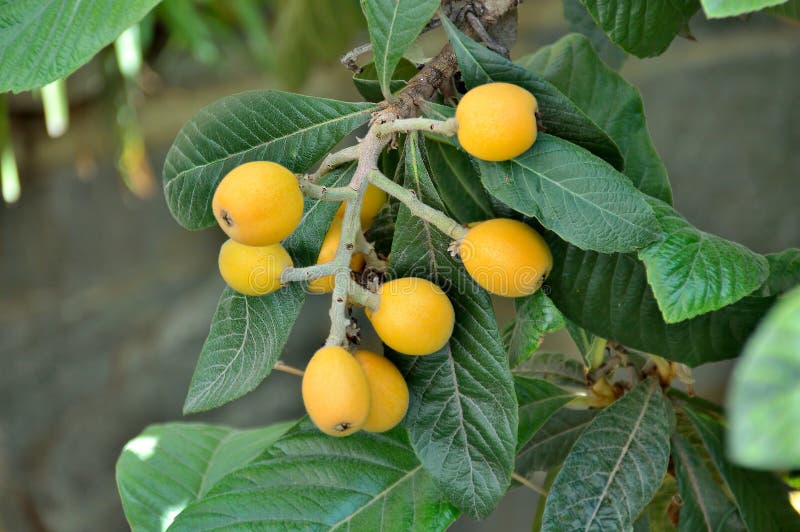 Loquat fruit on a tree stock photo. Image of green, grow - 121566524