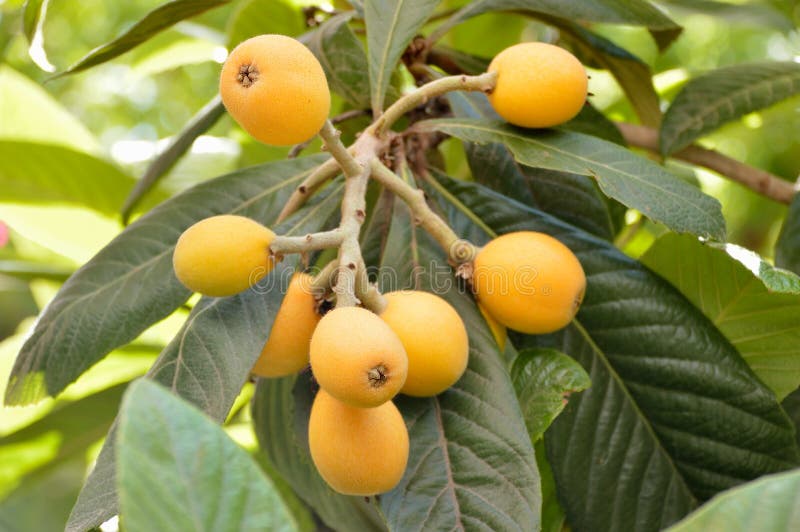 Bunch Of Loquats On The Tree Stock Photo - Image of farm, garden: 118782190